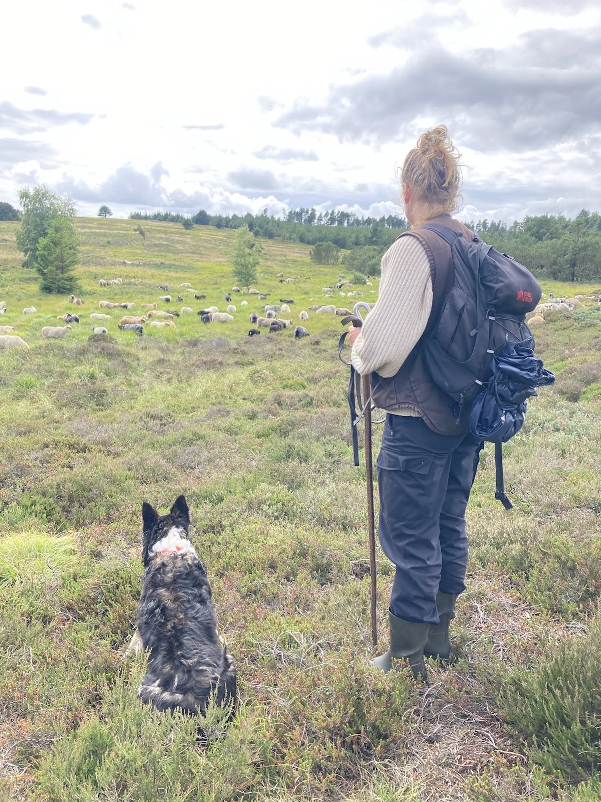 Artistic internship among sheepherders